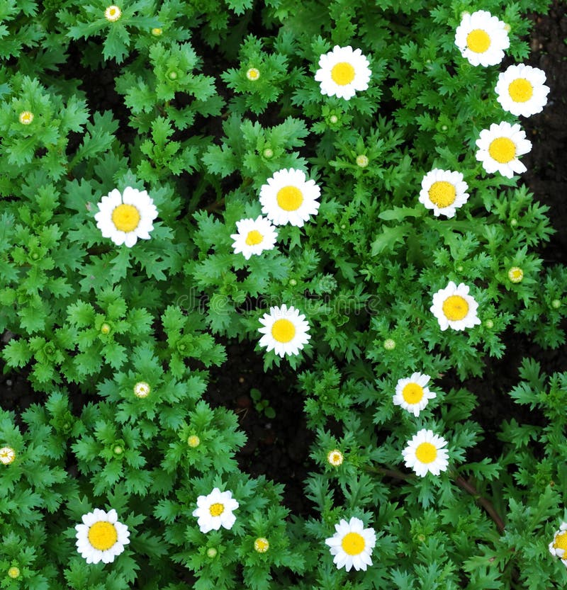 Forest of Flowers stock photo. Image of field, display - 2074154