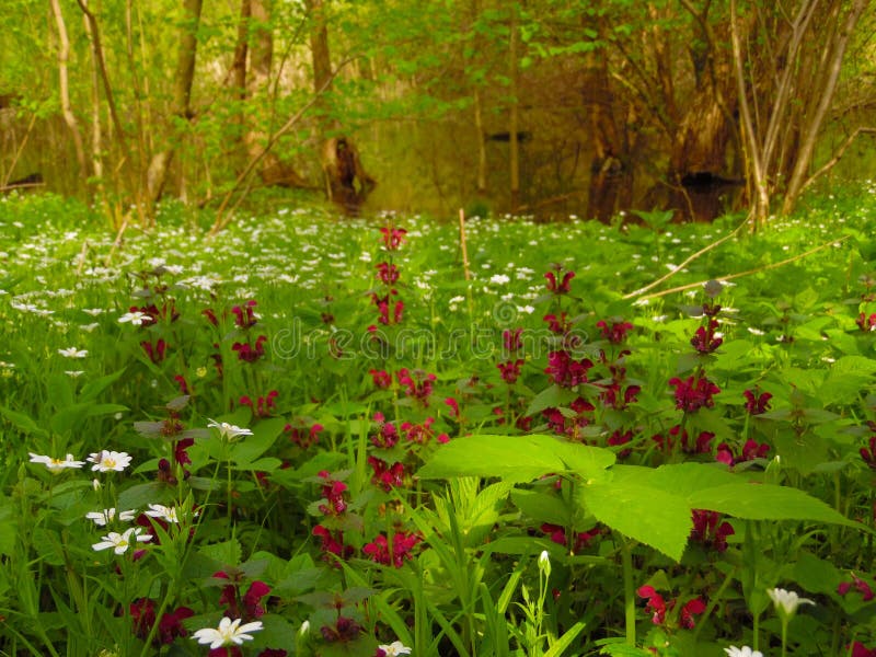 Forest flowers stock photo. Image of forest, nature, branches - 53840246