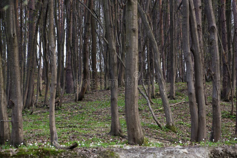 Forest with flowers stock image. Image of trunk, spring - 92207503