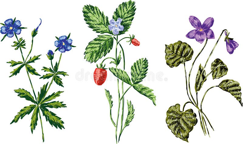 Set of the wild flowers stock vector. Illustration of botany - 46847487