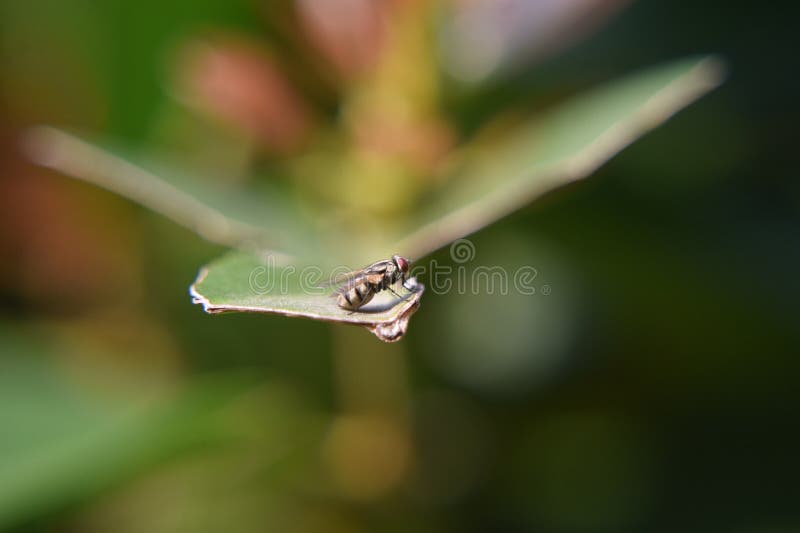 Forest Fly with Macro Photography Stock Image - Image of nature ...