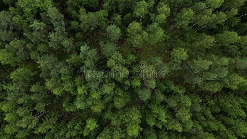 Forest Flyover, Top Down, Thick Forest Stock Video - Video of swedish ...