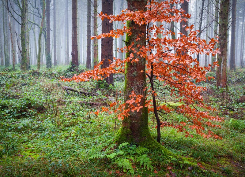 Mystic Red Tree in a Foggy Forest Stock Image - Image of dark, misty ...