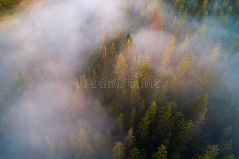 Forest with fog from above stock photo. Image of travel - 124954536