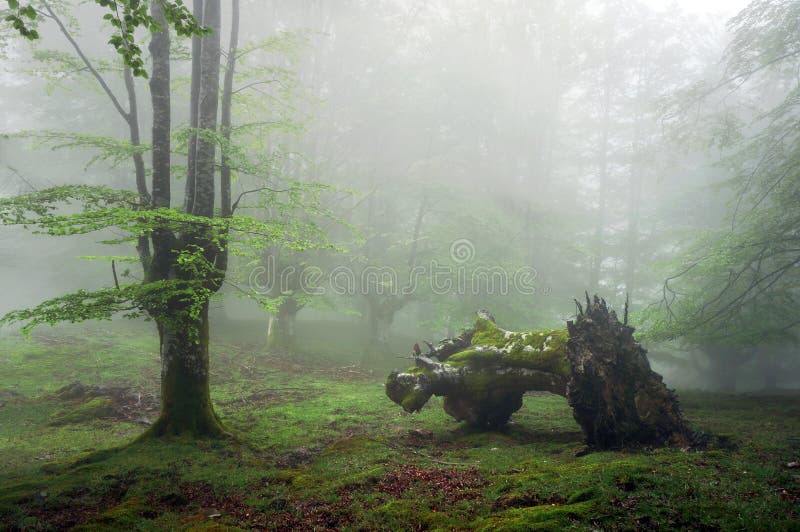 Forest with Fog and Dead Trunk Stock Photo - Image of branch, leaf ...