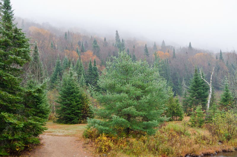 Forest stock photo. Image of scope, clouds, quebec, hill - 243155122