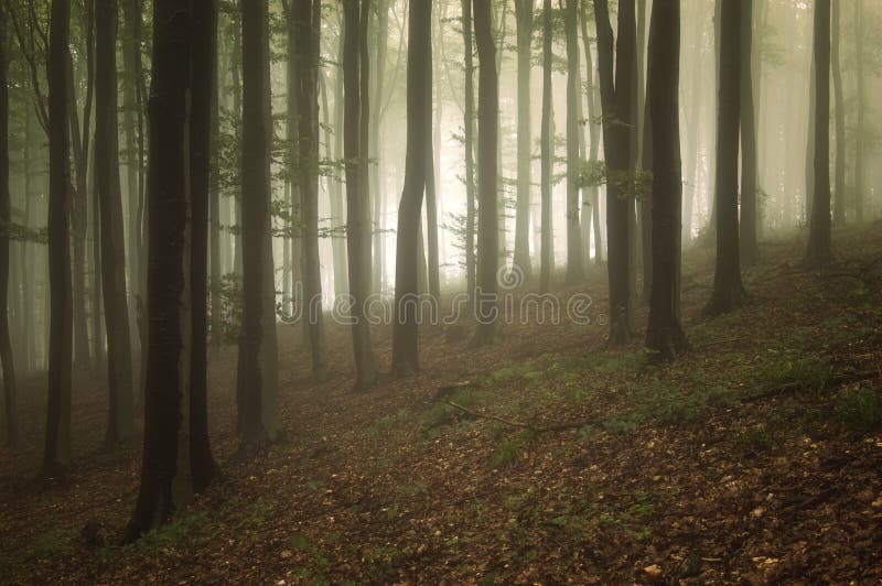 Forest with Fog and Light Trough Trees Stock Image - Image of canopy ...
