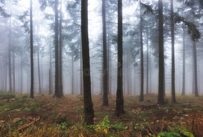 Forest with Fog, Misty Wood Landscape Stock Photo - Image of pine, leaf ...