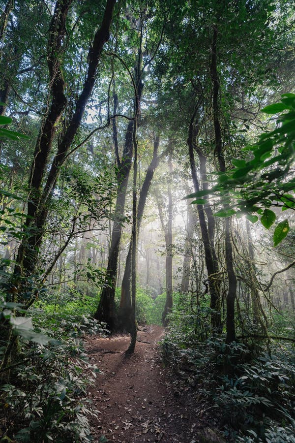 Forest with Fog in the Morning Nature Aerial. Vertical Stock Photo ...