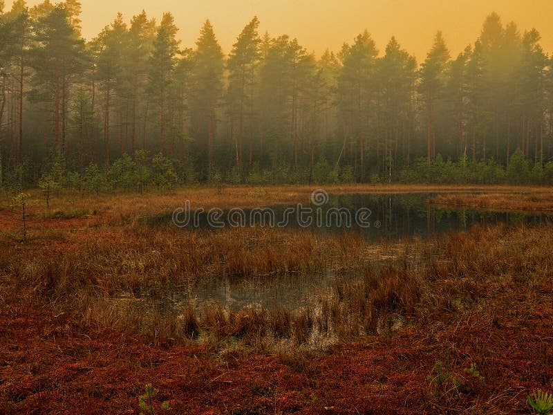 Forest fog stock photo. Image of park, natural, misty - 36134674