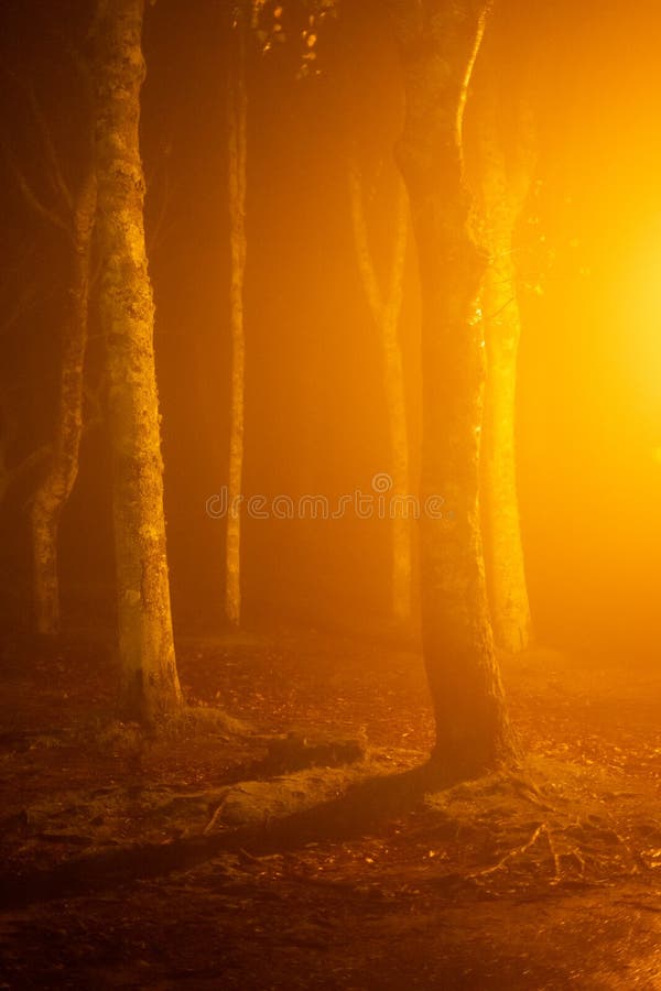 Forest with Fog and Orange Side Light Stock Photo - Image of light ...
