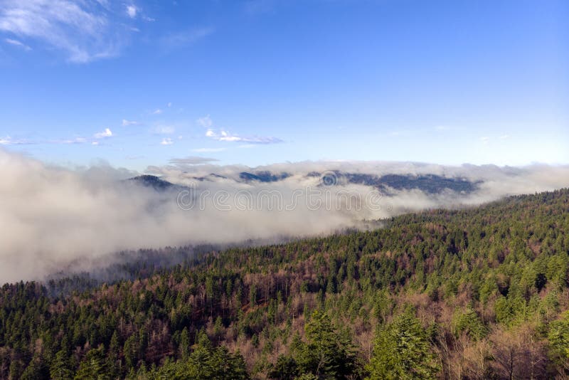 Forest with fog rolling in stock image. Image of transport - 193233641