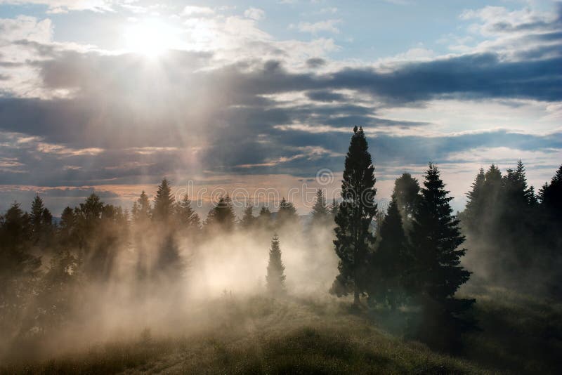 Forest with Fog and Sky with Clouds and Sun Stock Image - Image of ...