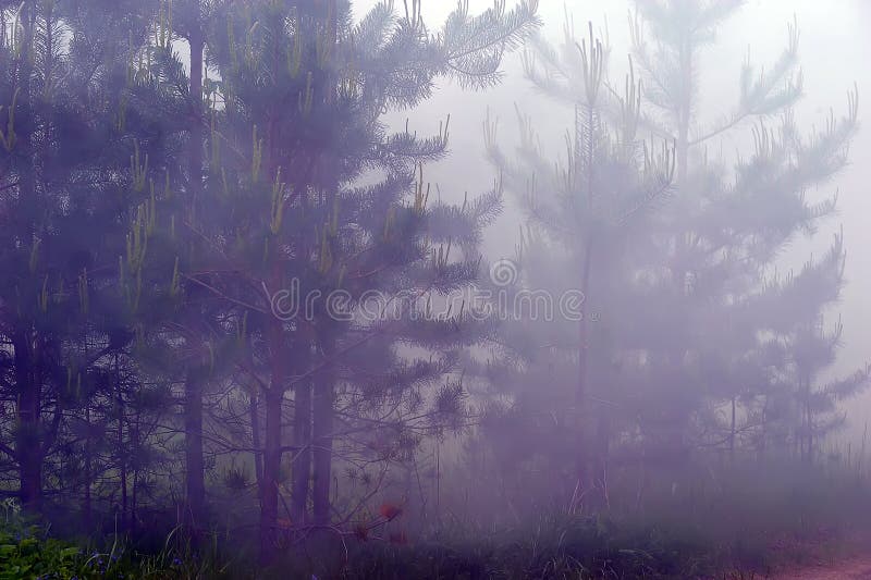 Forest in the Fog and Smoke Stock Image - Image of forest, moisture ...