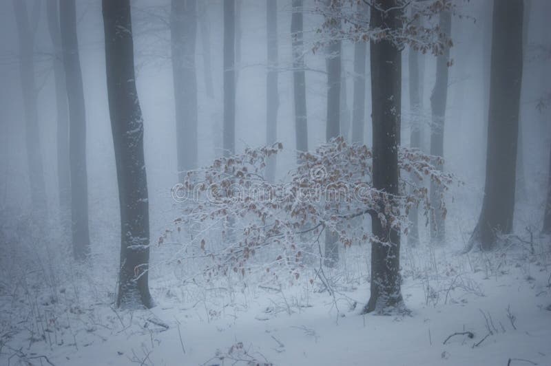 Forest with Fog and Snow in Winter Stock Photo - Image of mystery, snow ...