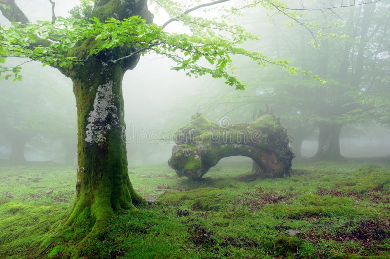 Forest with Fog in Spring and Dead Trunk Stock Photo - Image of leaf ...