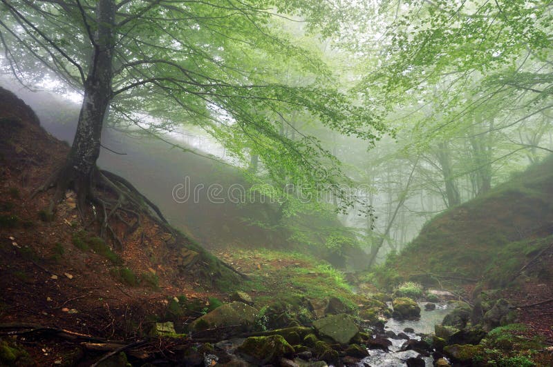 Spring Stream in Fog stock photo. Image of weather, stream - 1714422