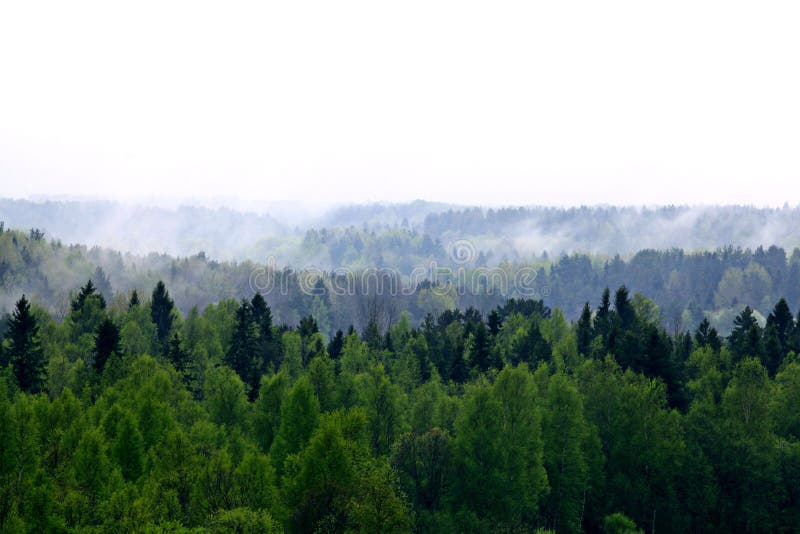 Forest Fog on a Top of a Mountian Stock Image - Image of environment ...
