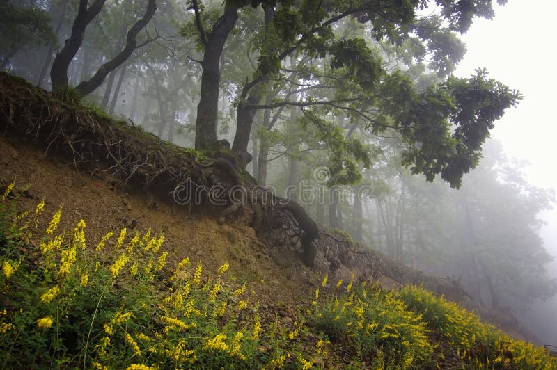 Forest with Fog Trees and Beautiful Yellow Flowers Stock Image - Image ...