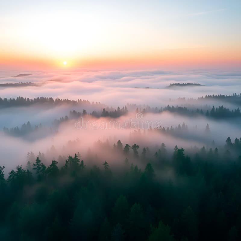 The Forest is in a Fog.View from Above Stock Photo - Image of mist ...