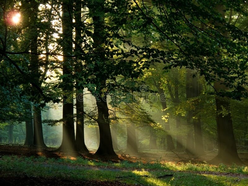 Forest with Fog and Warm Sunshine Stock Photo - Image of land ...