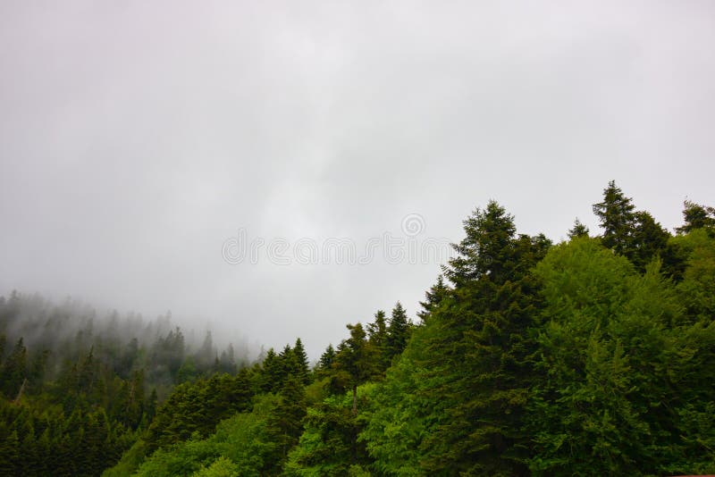 Forest and Foggy Weather stock image. Image of field - 195708011