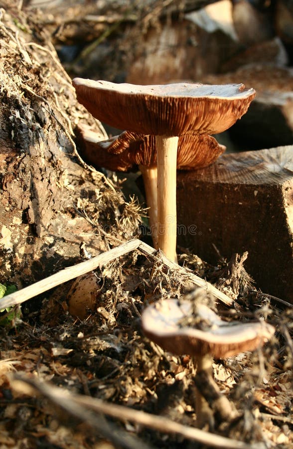 Forest food stock photo. Image of ingredients, ingredient - 1435514