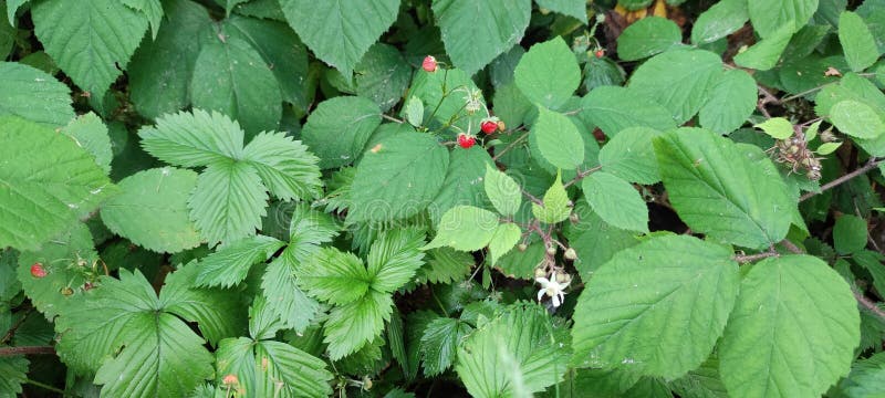 Forest Food Fruit Vegetable Stock Photo - Image of food, vegetable ...