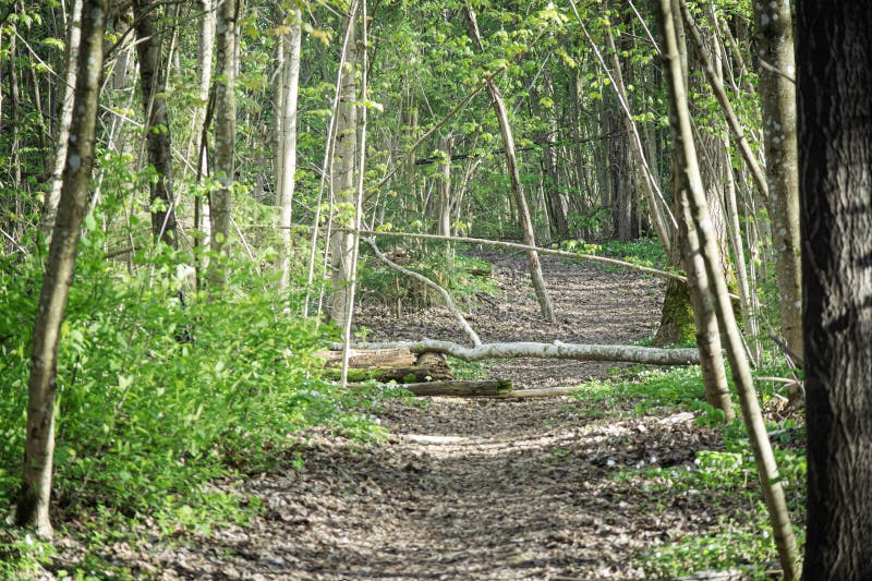 Forest Foot Path through Spring Trees Just Spreading New Leaves with ...