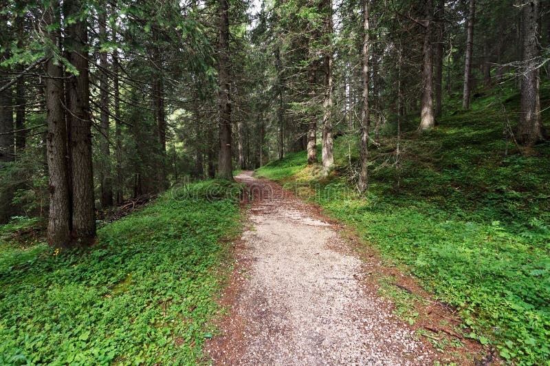 Forest with footpath stock image. Image of foliage, countryside - 21128469