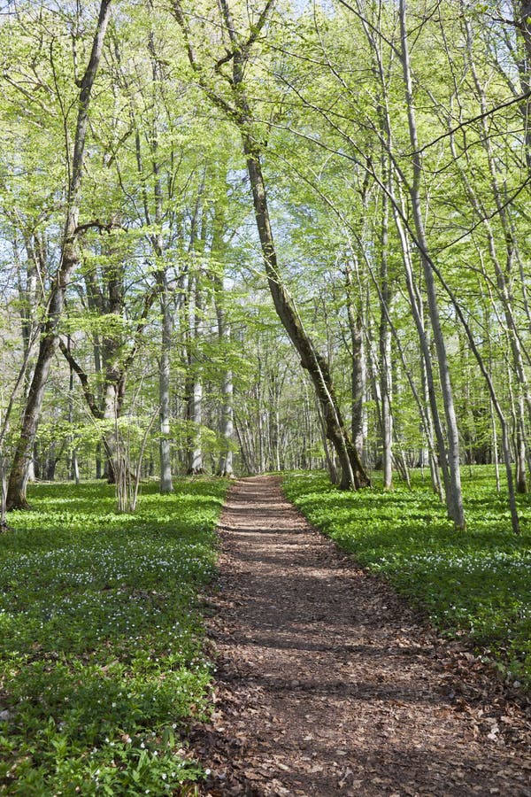 Forest footpath stock photo. Image of blossom, nonurban - 28586670
