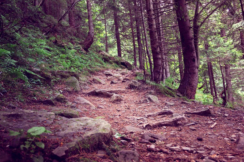 Forest Footpath with Big Stones Stock Image - Image of springtime ...