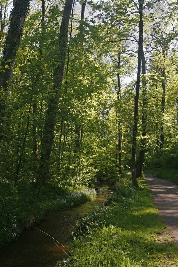Forest Footpath with Little Brook Stock Image - Image of green ...