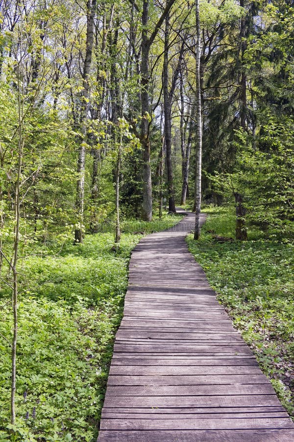 Footpath with Boards or Wood Planks Stock Image - Image of boot, trail ...