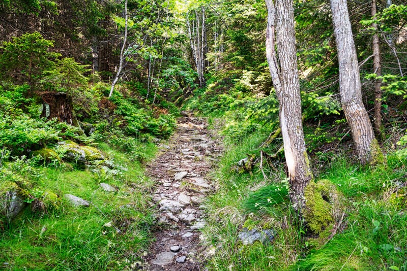 Forest Footpath stock image. Image of rural, beauty - 188744093