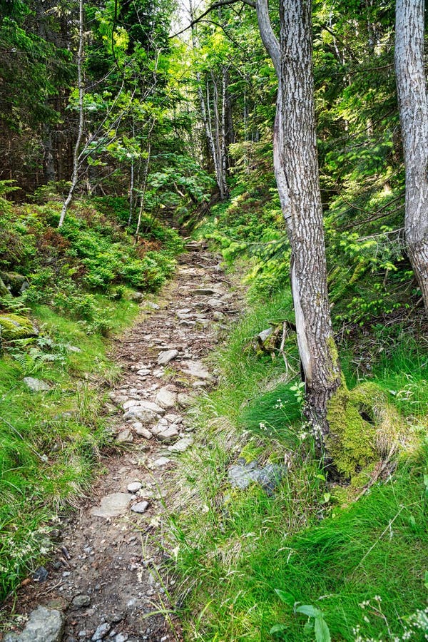 Forest Footpath stock image. Image of tranquil, forest - 188744711