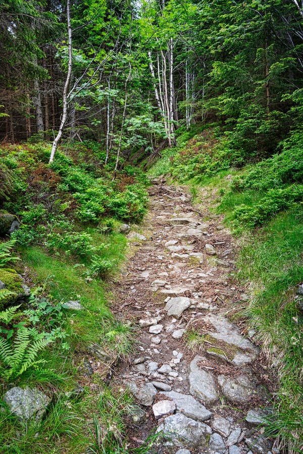Forest Footpath stock photo. Image of excursion, season - 188745216