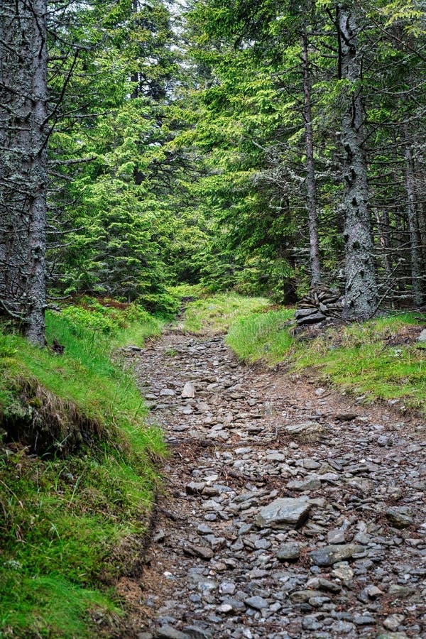 Forest Footpath stock photo. Image of woodland, hike - 188747038