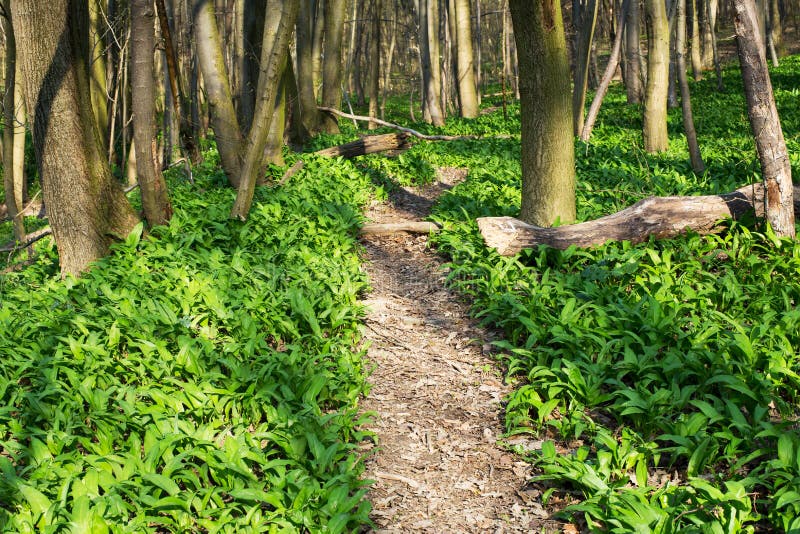 Forest footpath stock photo. Image of horizontal, foliage - 14772714