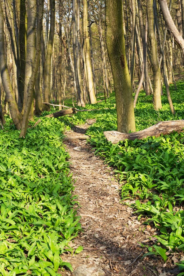 Forest with footpath stock image. Image of landscape - 30491539