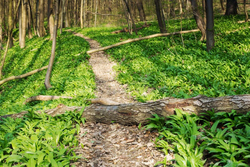 Forest with footpath stock image. Image of landscape - 30491539