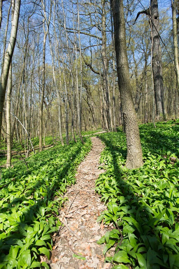 Forest with footpath stock image. Image of landscape - 30491539