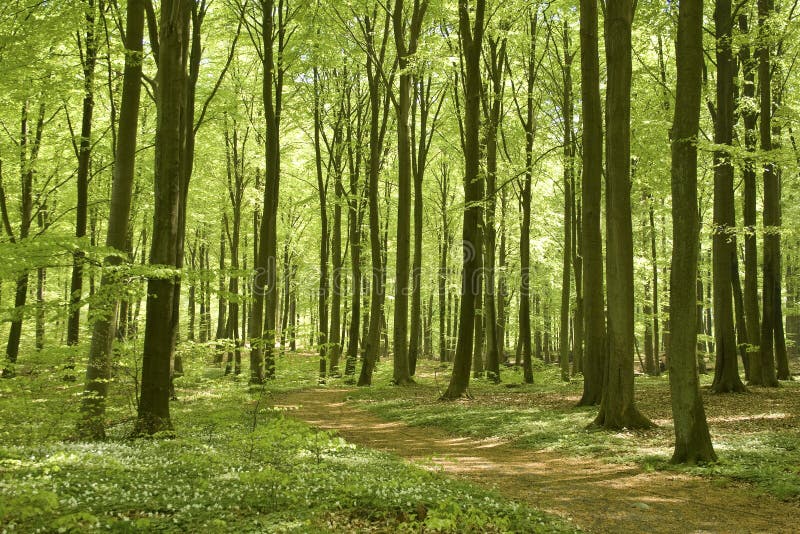 Spring Forest stock image. Image of pathway, luminous - 2365437