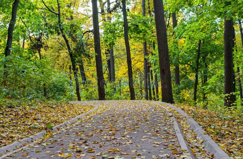 Forest Footpath Strewn with Fallen Autumn Leaves Stock Photo - Image of ...