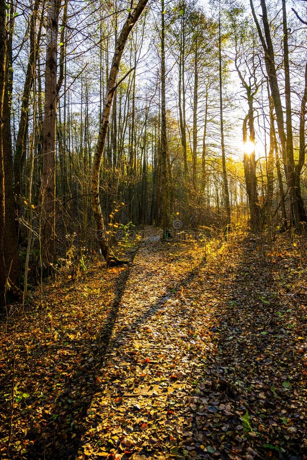 Forest Footpath on Colorful Autumnal Day Stock Photo - Image of vibrant ...