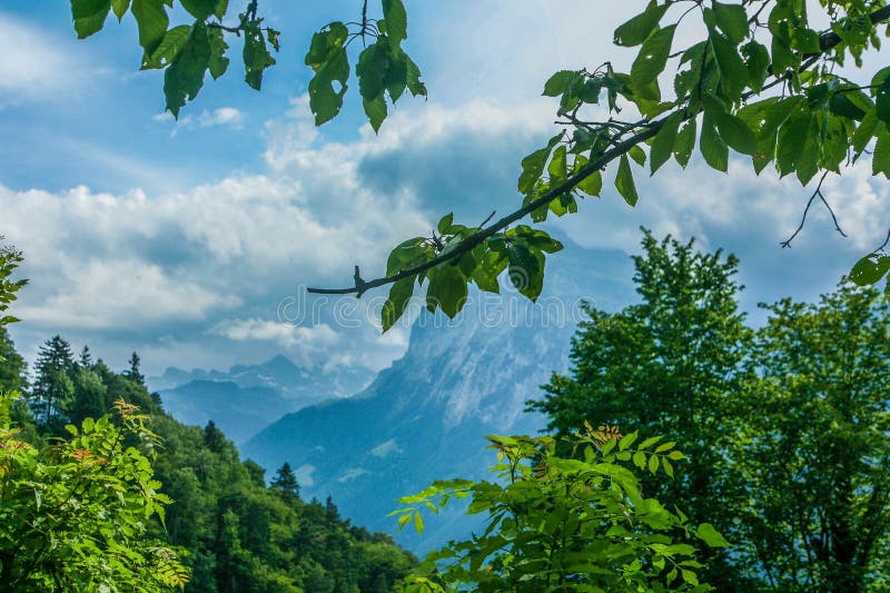 Forest in the Foreground in the Background of the Mountain in ...