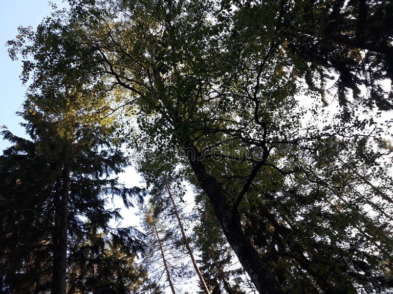 Forest stock photo. Image of summer, tree, forest, feeling - 121855742