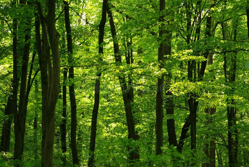 Forest stock image. Image of sunlight, spectacular, trees - 269044373