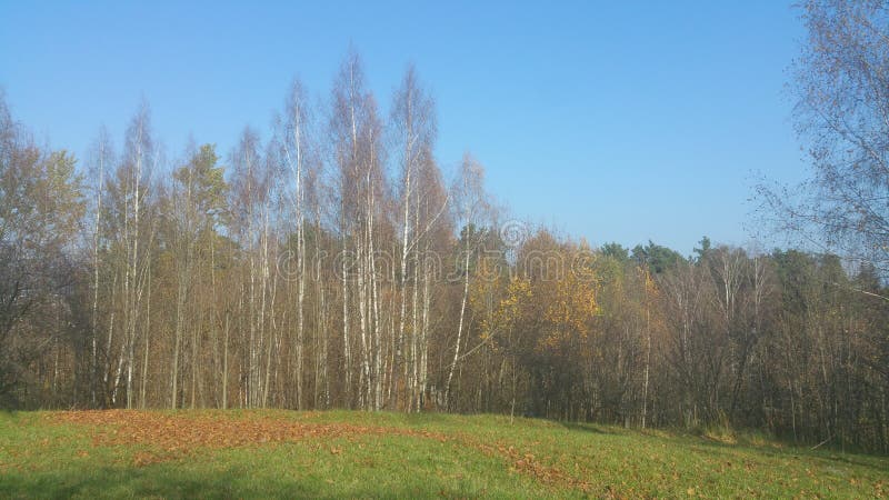 Forest stock image. Image of field, forest, grass, tree - 162028563