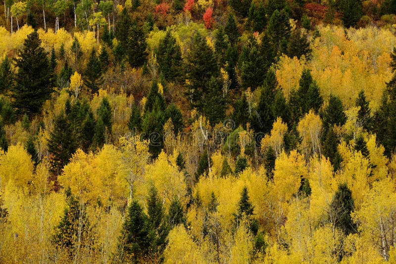 Aspen Birch Trees in Summer Stock Image - Image of grow, glowing: 25868581